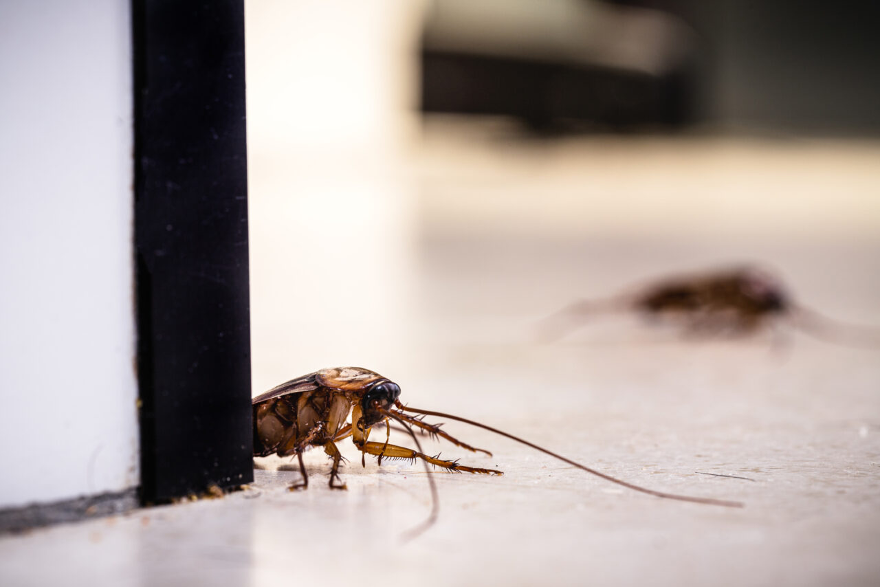 Cockroach Control Tips | Armor Termite Learning Center