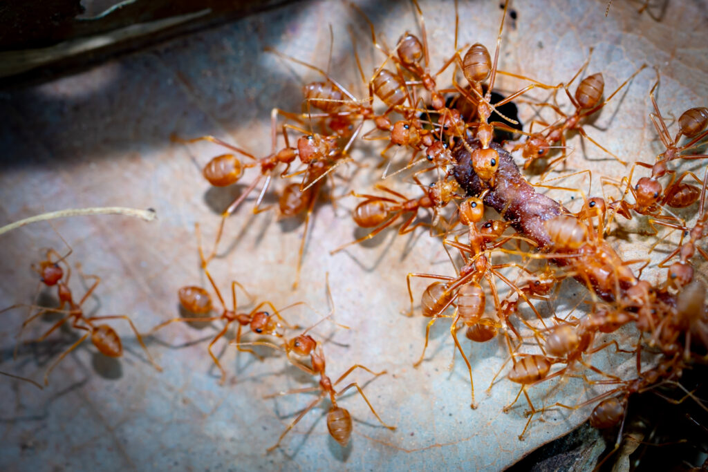 Fire Ant Control Services | Armor Termite & Pest Control